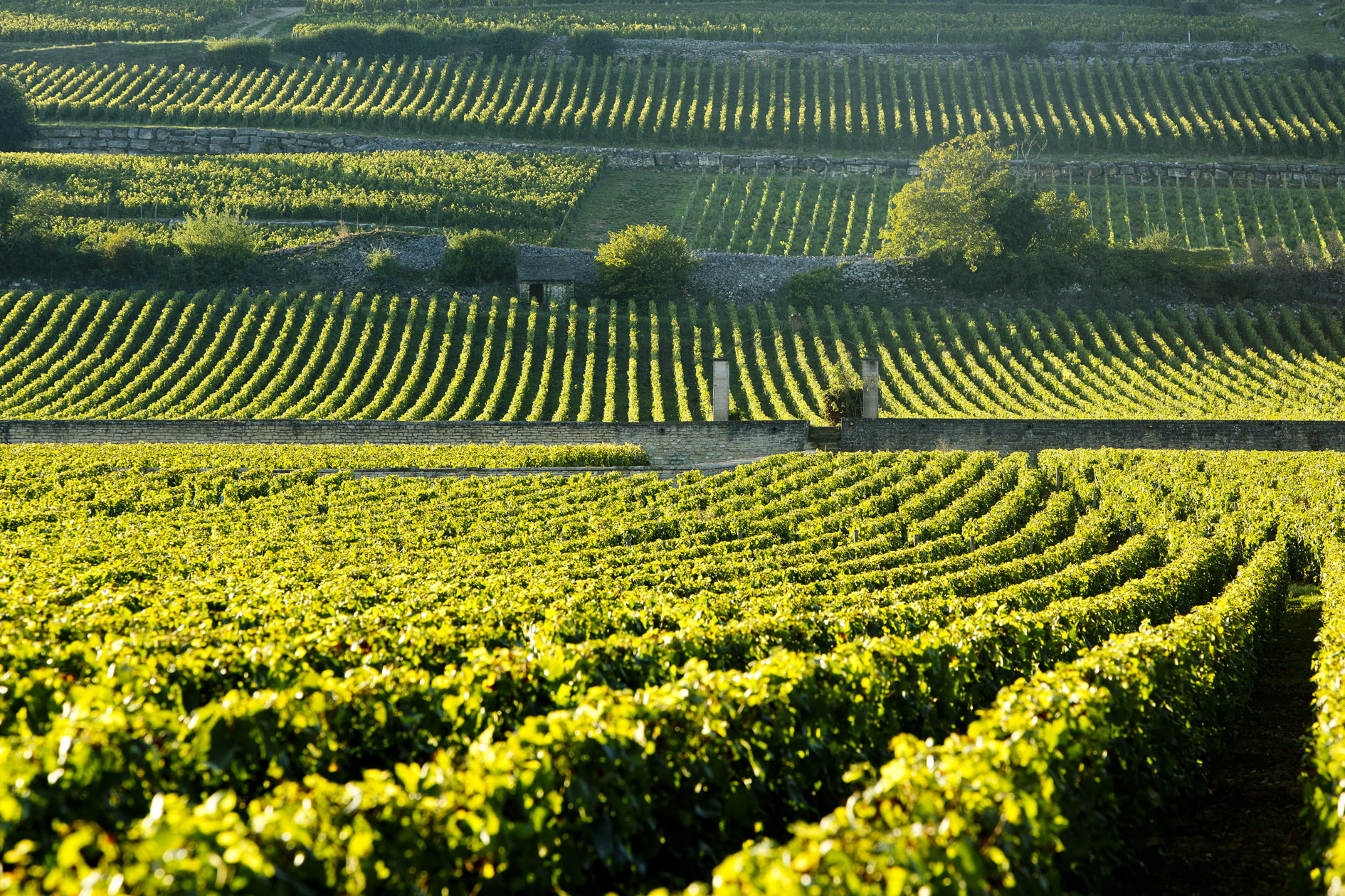 Domaine Leflaive - Puligny-Montrachet depuis 1717