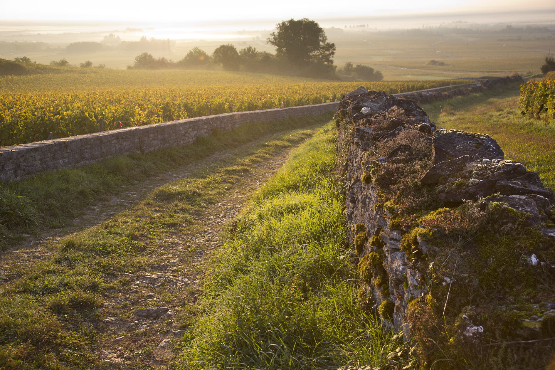 Domaine Leflaive - Puligny-Montrachet depuis 1717