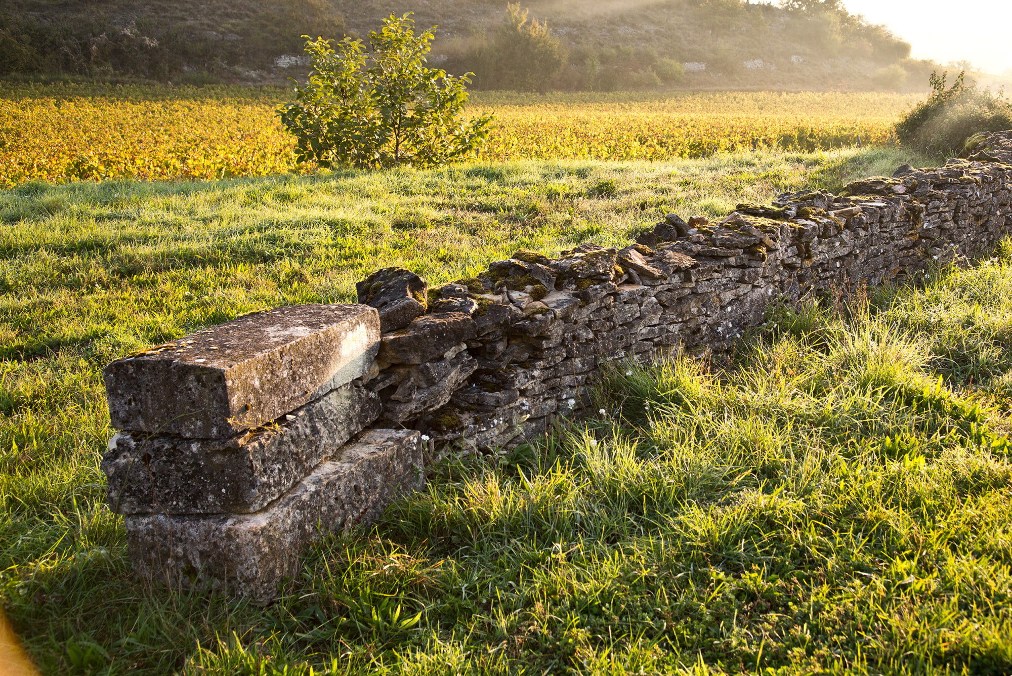 Burgundy, a Land made for Wine